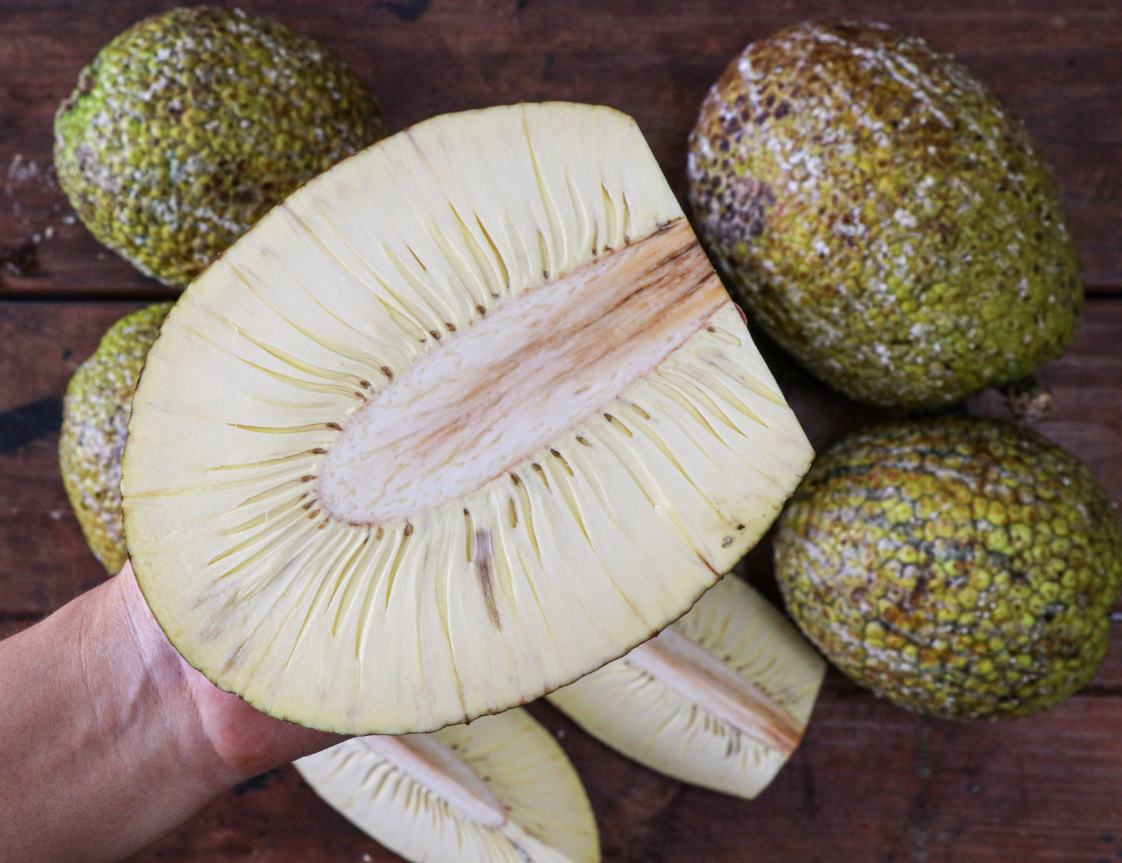 Learn About Breadfruit and it's Journey to Hawaii | 'Ulu - Ulu Mana