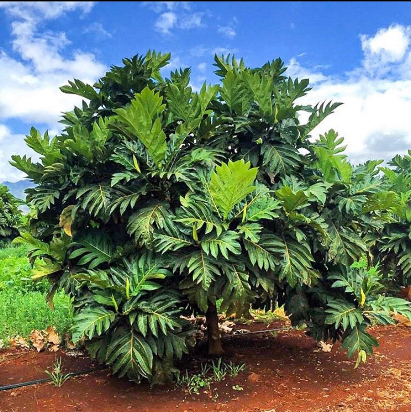Learn About Breadfruit and it's Journey to Hawaii | 'Ulu - Ulu Mana